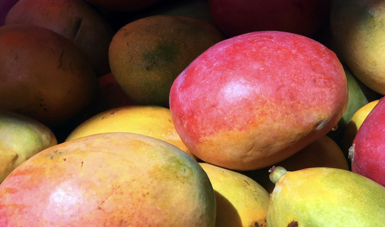 The Dominican Republic expects a boost in mango production